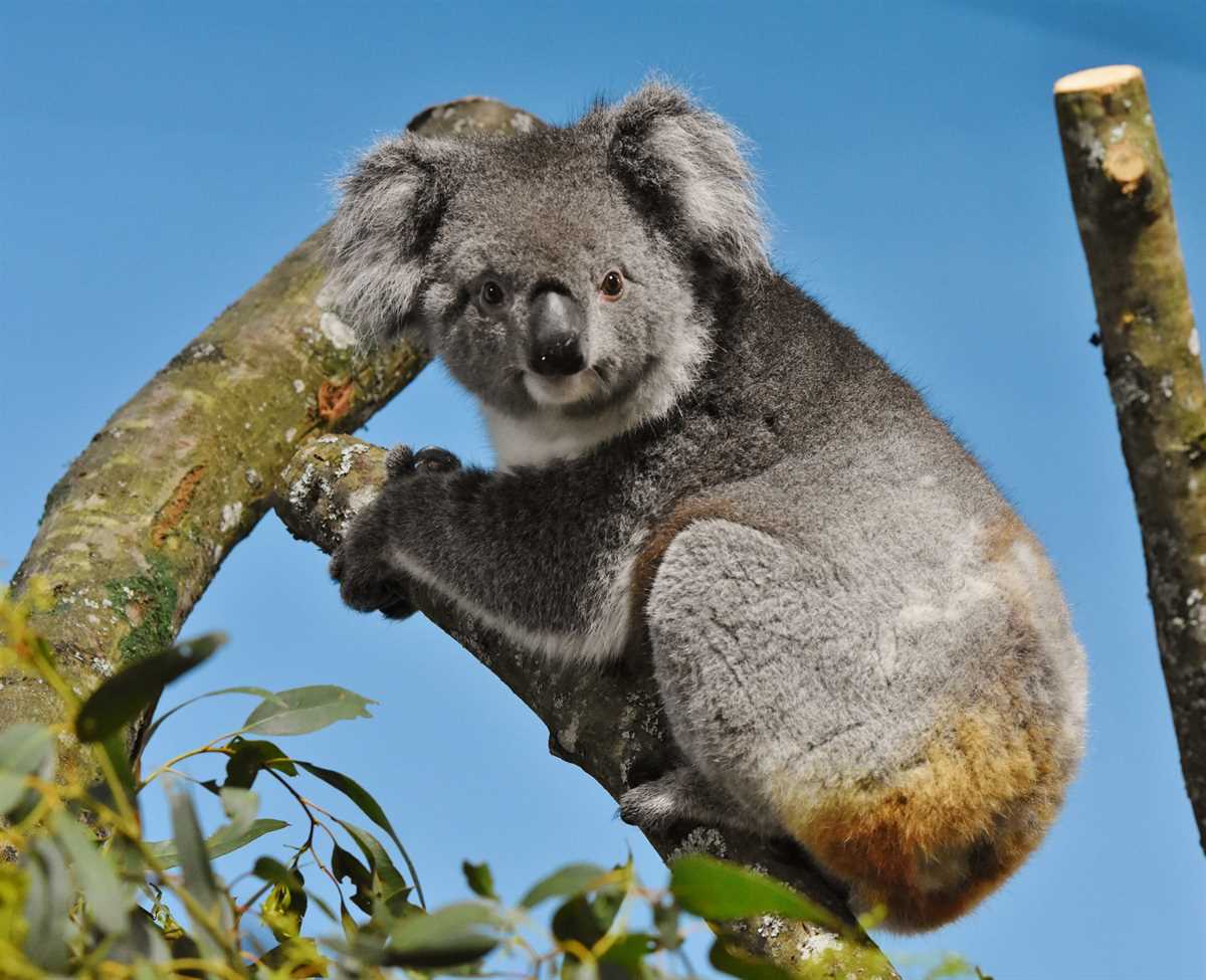 Koalas, Crocs and Giant Otters Join Longleat's Animal Adventure In 2019 ...